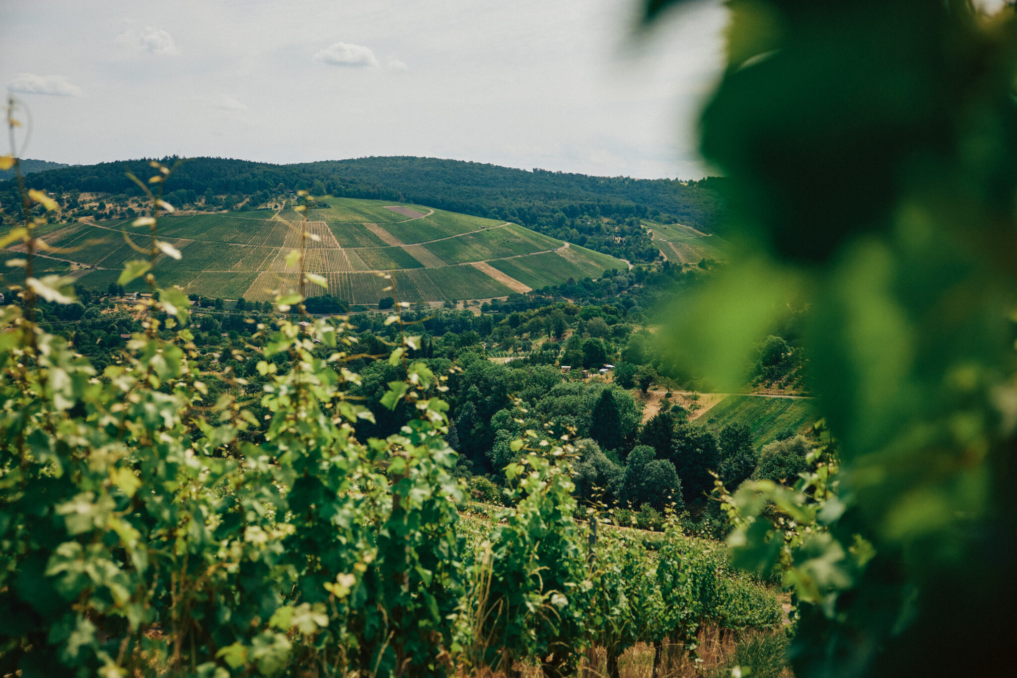 Weingut Beurer – IMPRESSIONEN